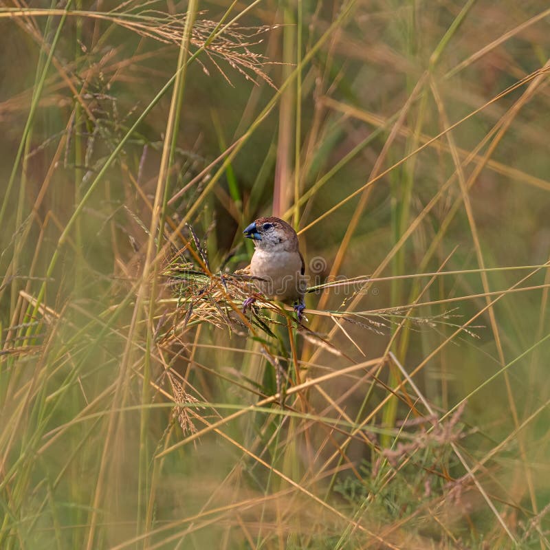 Silver Bill Having Food on a Tree Stock Photo - Image of migrant, india ...