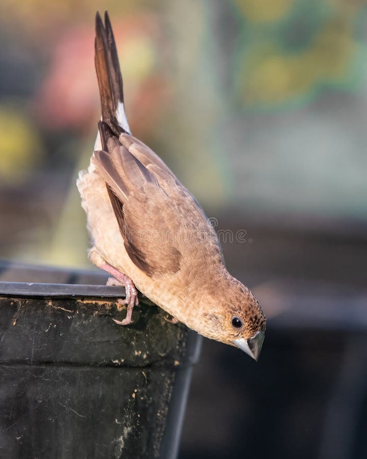 A Silver Bill stock photo. Image of ecology, nature - 371486042