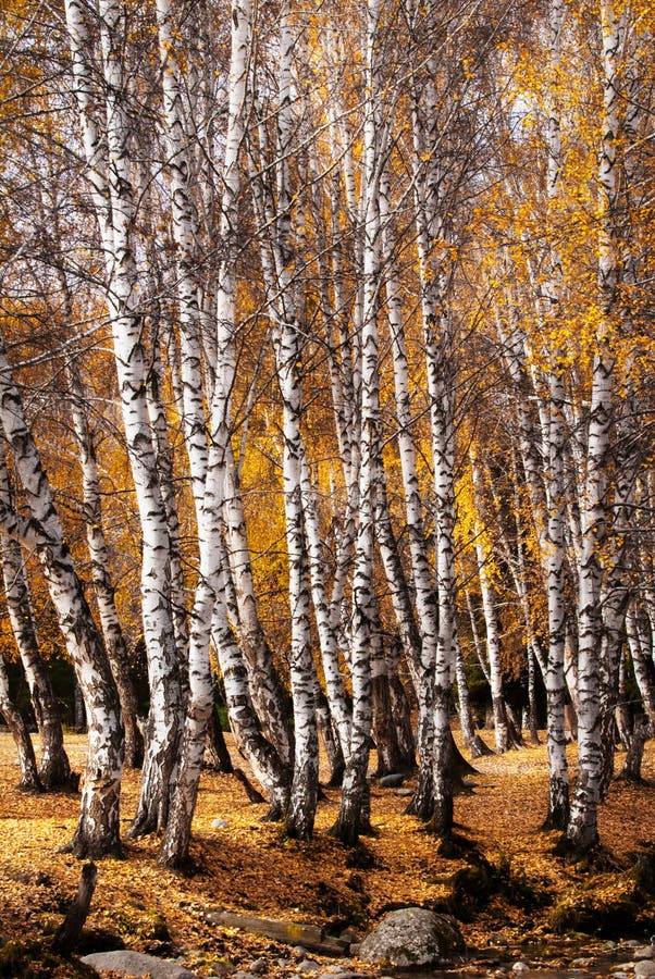 Silver birch stock image. Image of rural, uighur, xinjiang - 20348193