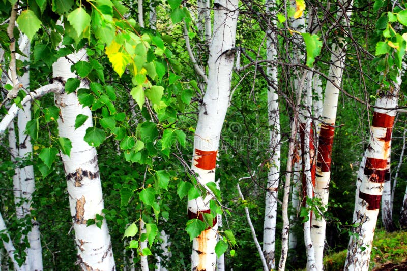 Silver Birch Tree Bark stock photo. Image of close, betula - 83775854