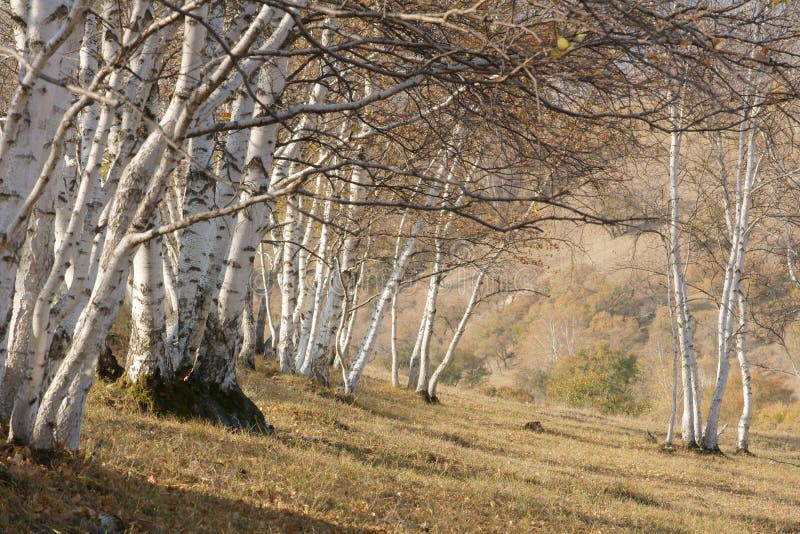 Silver Birch Picture. Image: 6718002