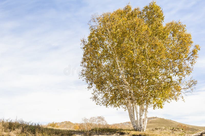 Silver birch in autumn stock photo. Image of ground, nature - 35853440