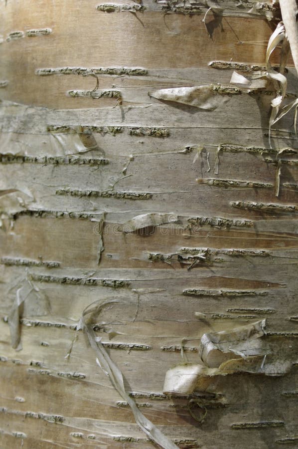 Silver Birch bark stock image. Image of tree, lines, peeling - 97466197