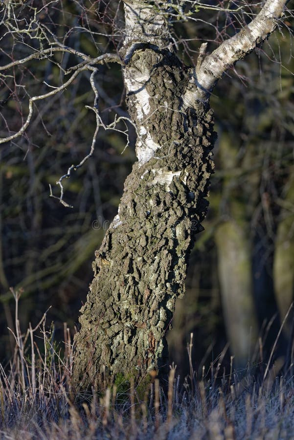 Silver Birch stock photo. Image of rural, pendula, wild - 140776978