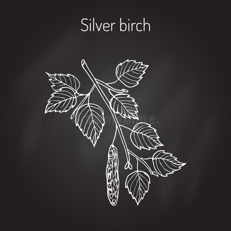Silver Birch Branch with Leaves Stock Vector - Illustration of rural ...