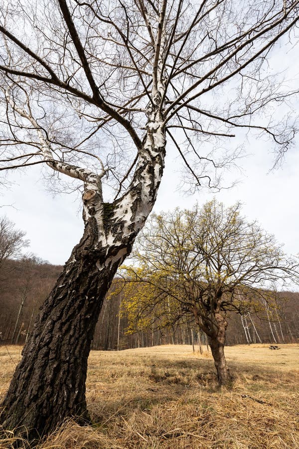 A Silver Birch on a Cloudy Day in Spring Stock Image - Image of curl ...