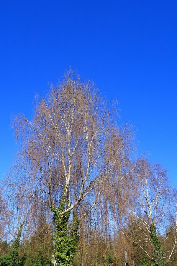 Silver Birch Covered with Ivy Under a Blue Spring Sky Stock Photo ...