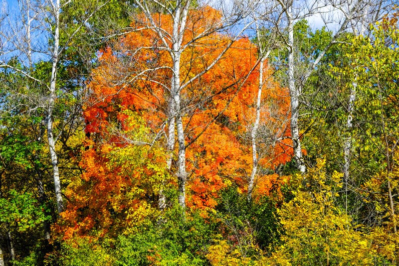 Silver Birch and Maple Trees in Autumn Stock Photo - Image of forest ...