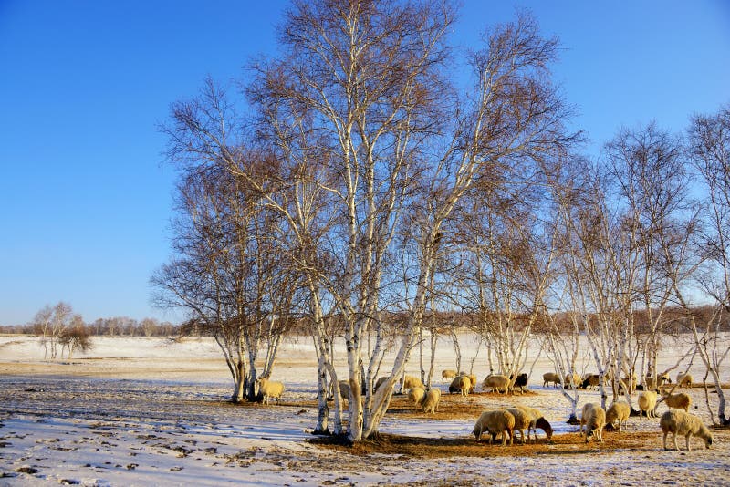 Silver Birch and the Sheep in Winter Stock Image - Image of scene ...