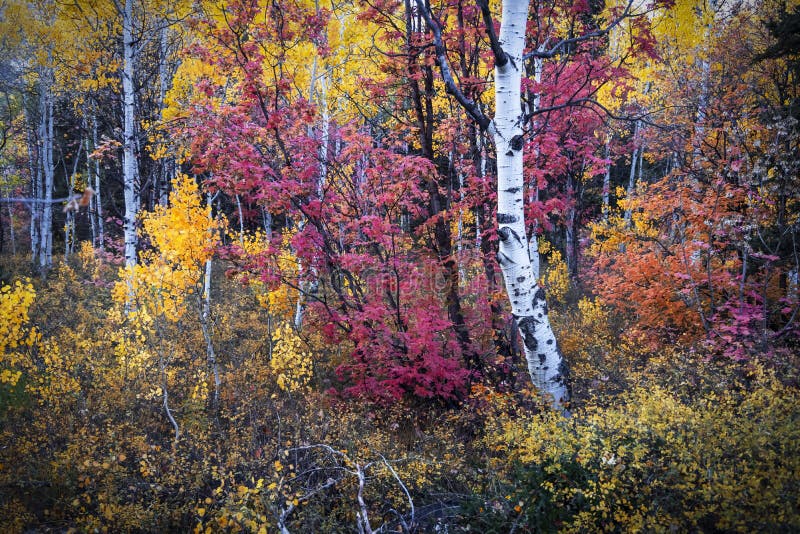 Silver Birch and Sugar Maple Trees Stock Photo - Image of golden ...