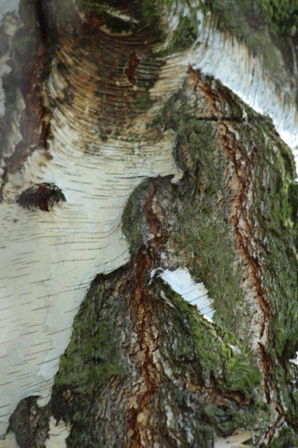 Silver birch texture stock image. Image of leaves, silver - 80024599