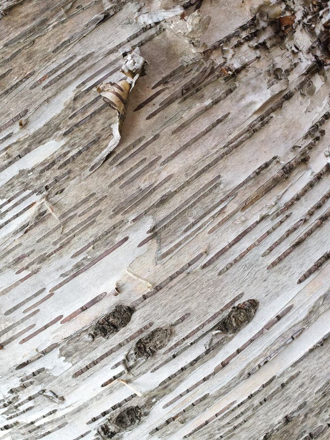 Silver birch bark stock photo. Image of texture, plant - 132941906