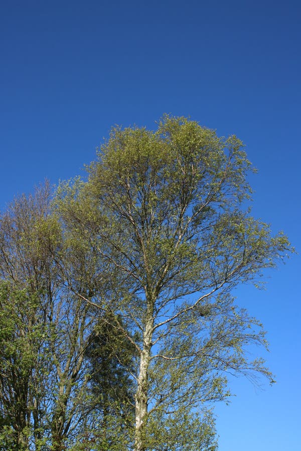 Silver Birch Tree, Betula Pendula, in Spring Stock Photo - Image of ...