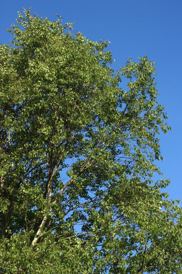 Silver Birch Tree, Betula Pendula, in Spring Stock Image - Image of ...