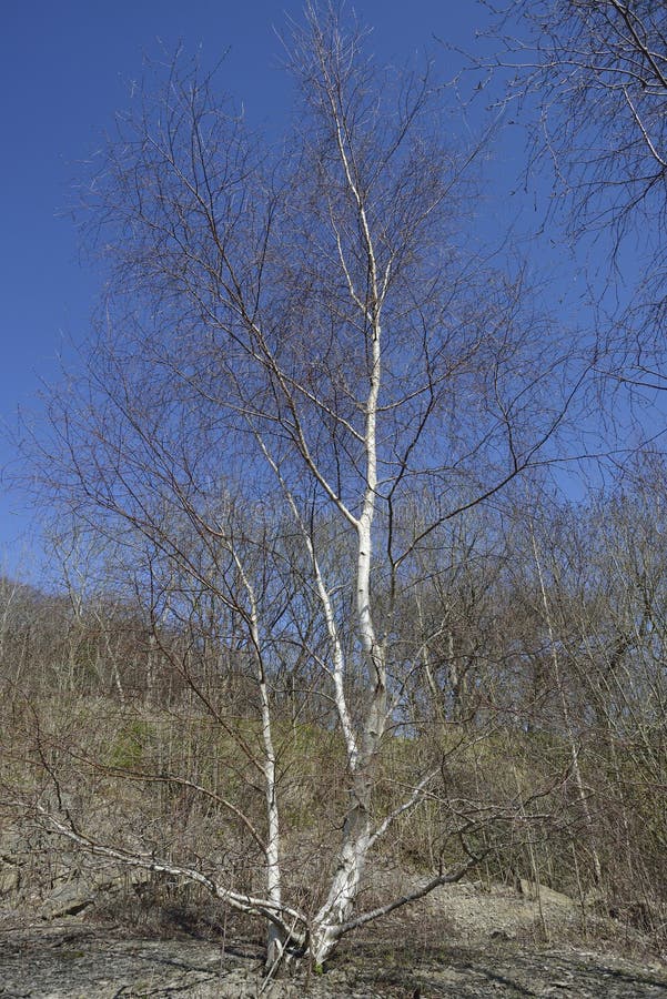 Silver Birch woodland stock image. Image of pendula, nature - 21966739