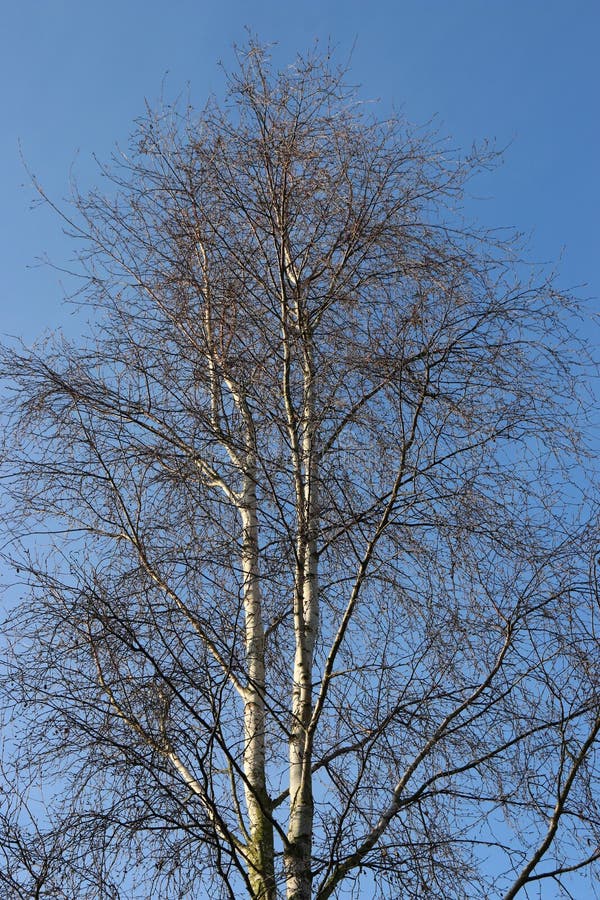 Silver birch tree stock image. Image of wood, bark, arboriculture ...