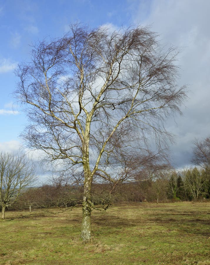 Silver Birch Tree stock image. Image of wild, birch, betulaceae - 48431439