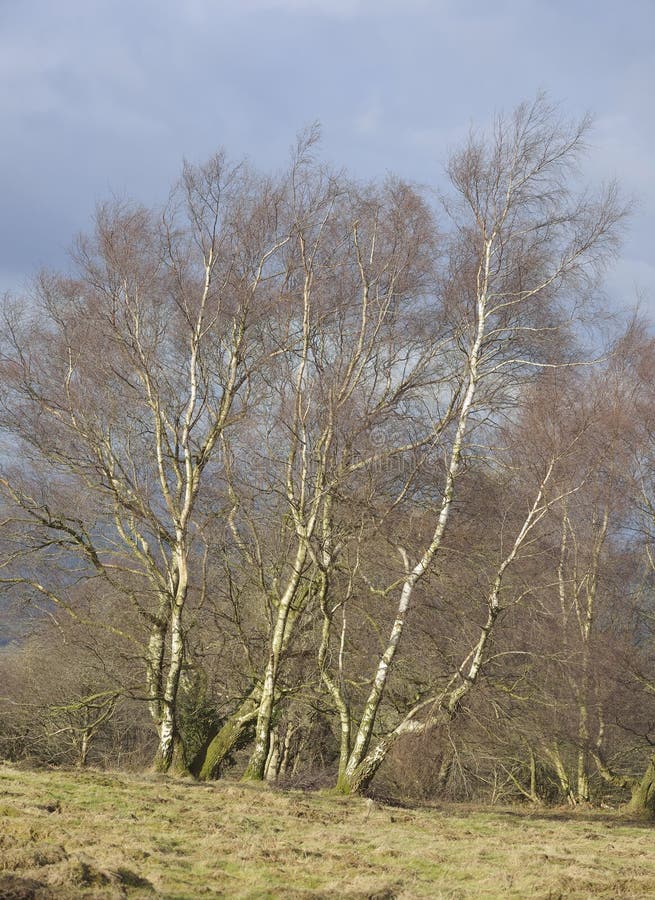 Birch tree stump with face stock photo. Image of tree - 186364396