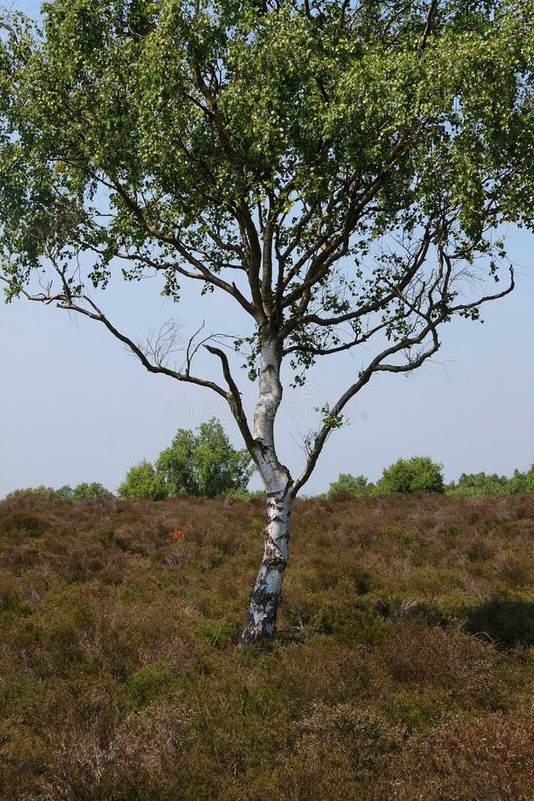 Silver Birch Trunk High Fens Landscape Botrange Belgium Stock Image ...
