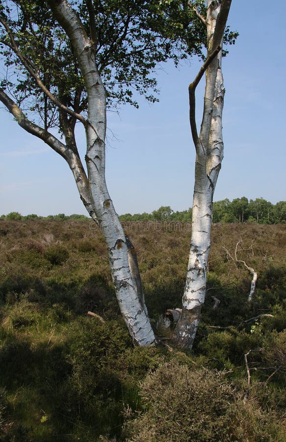 Silver Birch Tree stock photo. Image of heath, black - 73510082