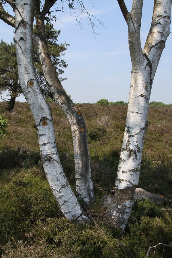 Silver Birch Tree stock photo. Image of texture, heathland - 73510266