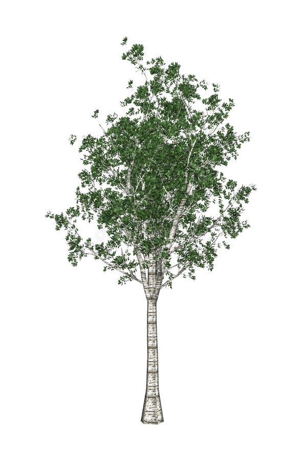 Silver Birch Tree Isolated on White Background Stock Illustration ...