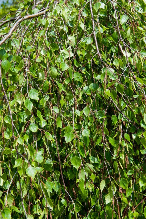 Silver birch tree leaves stock image. Image of flora - 72098599