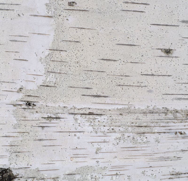 Silver Birch Tree Peel Texture Gray White Background Stock Image ...