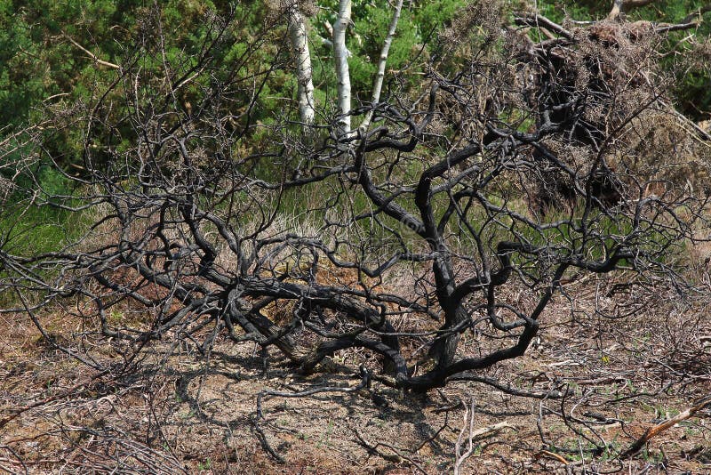 Silver Birch Tree Surrounded by Burnt Bushes Stock Photo - Image of ...