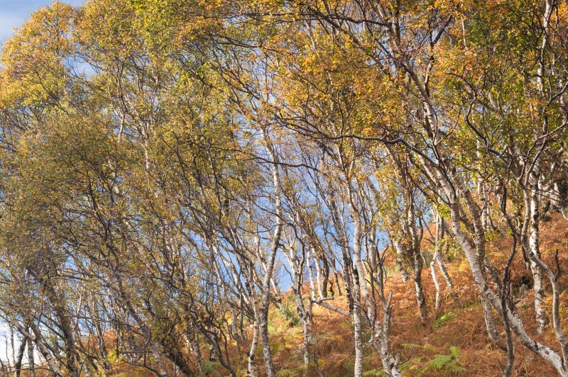 Silver Birch stock photo. Image of fall, betula, landscape - 81603738