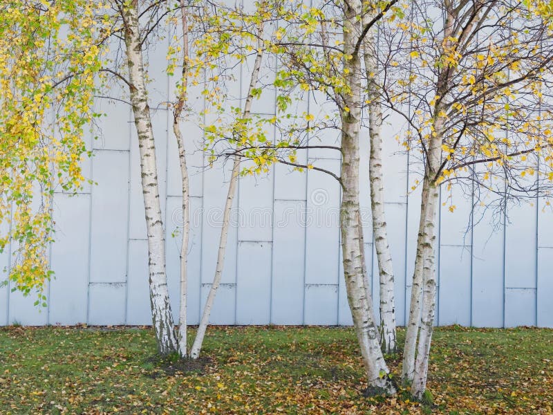 Silver Birch Trees during Autumn Loosing Leaves Stock Photo - Image of ...
