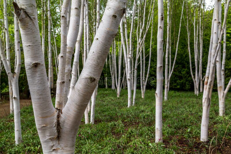 Silver birch trees stock photo. Image of forest, wallpaper - 92395264