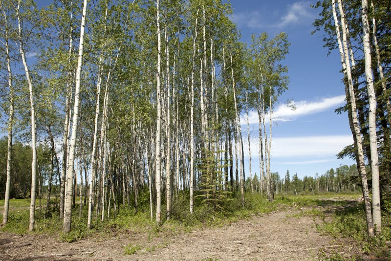 Silver Birch Trees in Canada Stock Image - Image of ominiyak, minerals ...