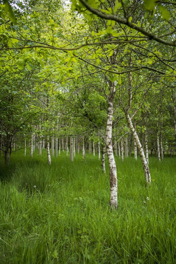 Silver Birch Trees Early Spring Stock Photo - Image of beautiful, fall ...
