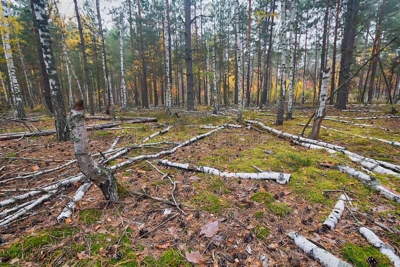 Silver Birch Trees in the Forest with Fall Foliage Stock Image - Image ...