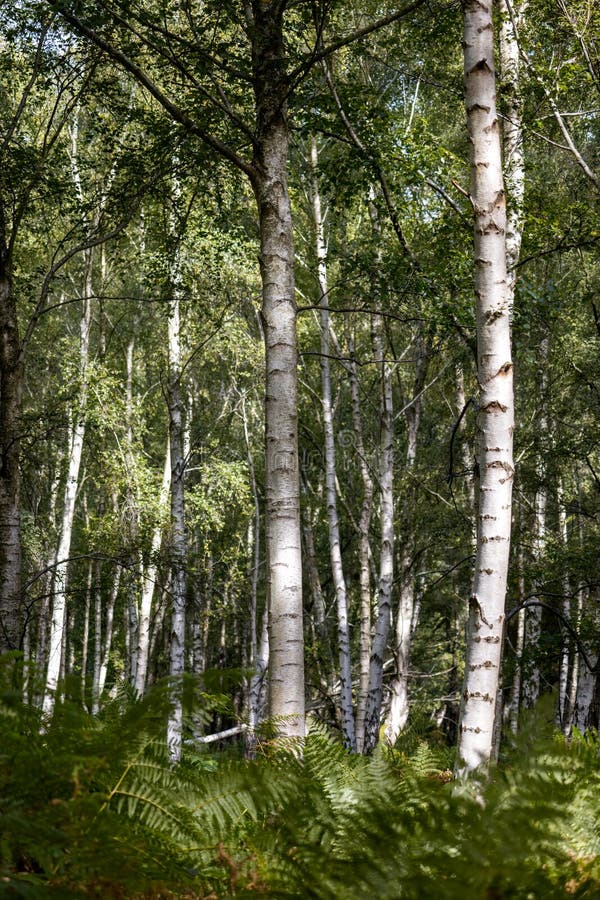Silver Birch Trees Growing in Woods Near Arne in Dorset Stock Image ...