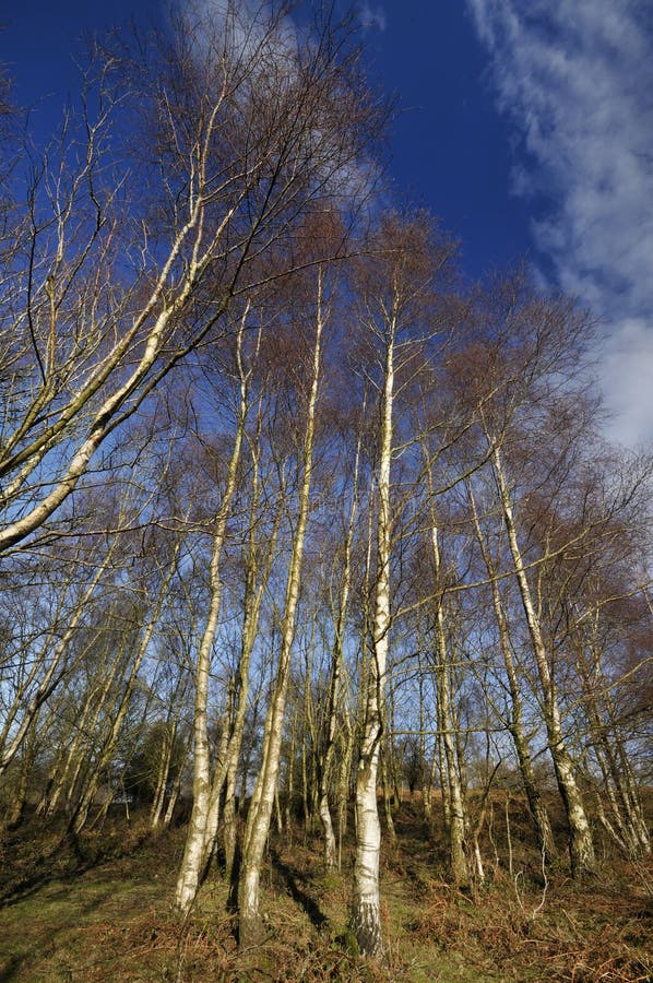 Silver Birch Trees stock photo. Image of england, vertical - 29883334