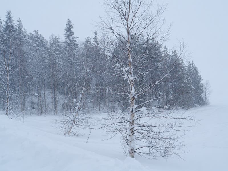 Silver Birch Trees and Pine Trees by Kemijarvi in Snow Stock Image ...