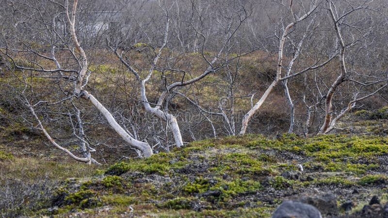 Silver Birch Trees in Woodlands of Iceland Stock Photo - Image of ...