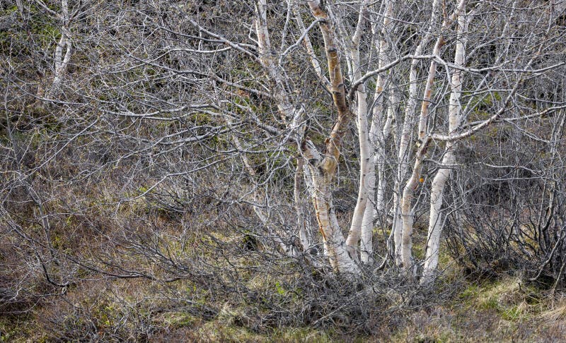 Silver Birch Trees in Woodlands of Iceland Stock Photo - Image of green ...