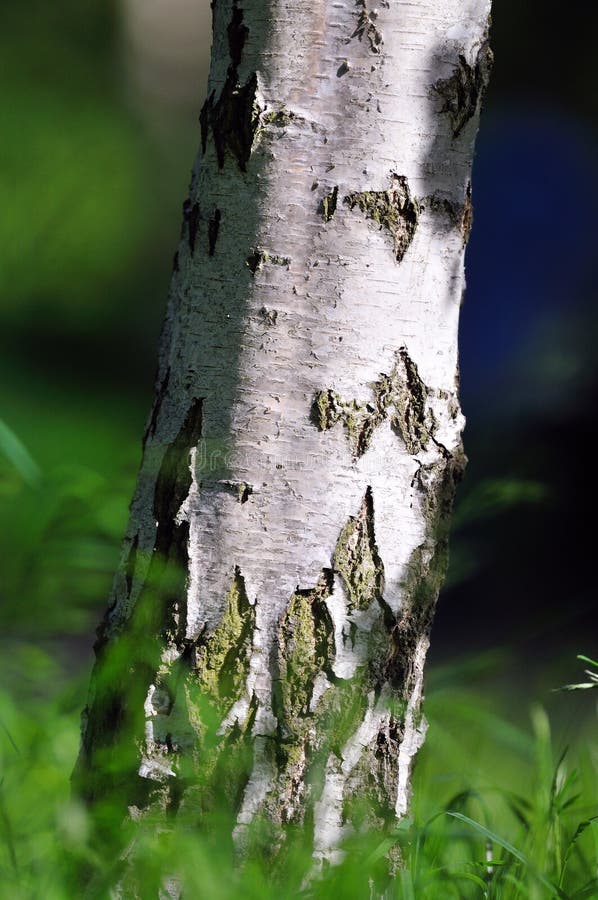 Silver birch stock image. Image of trunk, silver, nature - 26986097