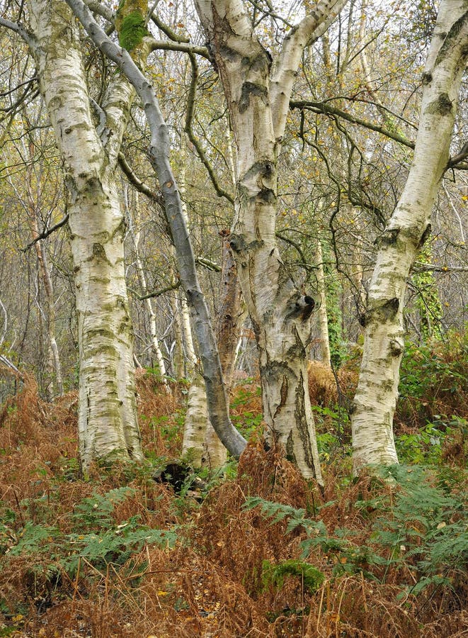 Silver Birch woodland stock image. Image of pendula, nature - 21966739