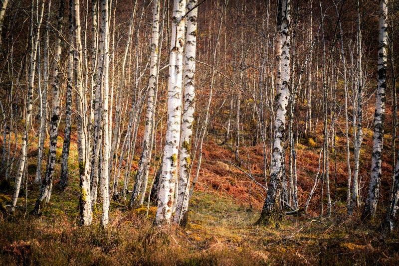6,522 Silver Birch Tree Stock Photos - Free & Royalty-Free Stock Photos ...