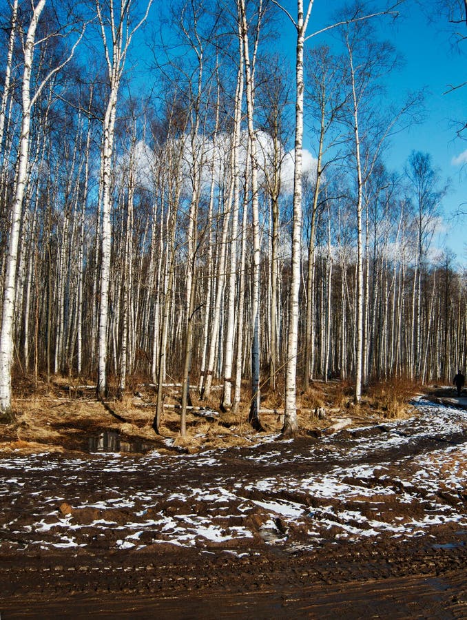 Silver birches stock image. Image of trail, track, birch - 4713359