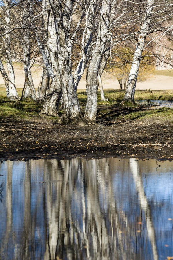 Silver Birches and the Inverted Image Stock Image - Image of water ...
