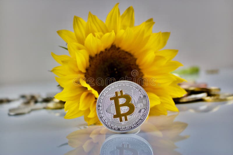 Silver Bitcoin Coin and Sunflower Stock Image - Image of savings ...