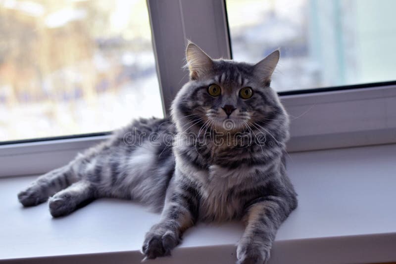 Silver Blue Cat Kurilian Bobtail Fluffy Tabby Stock Photo - Image of ...