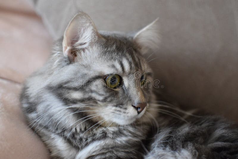 Silver Blue Cat Kurilian Bobtail Fluffy Tabby Stock Photo - Image of ...