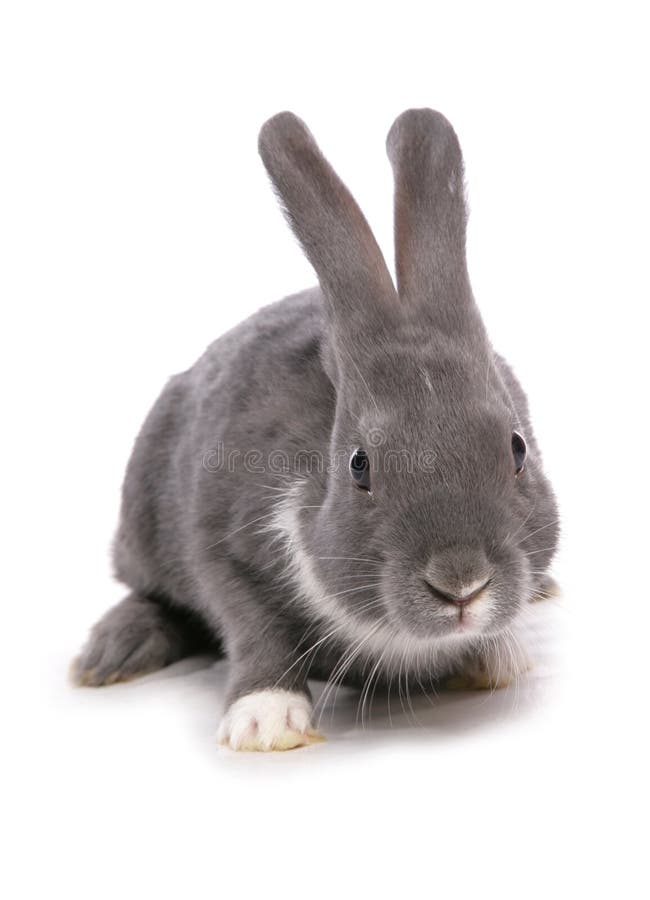 Silver blue rabbit stock image. Image of silver, rabbit - 210375369