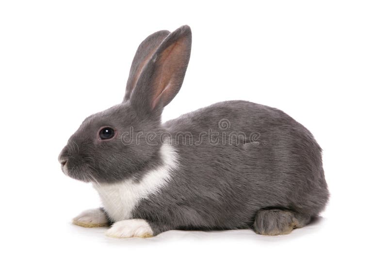 Blue Rabbit s Foot stock photo. Image of blue, hair, peta - 20862542